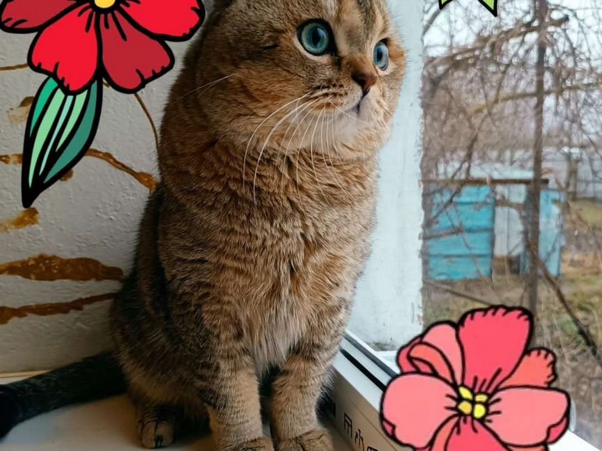 Кот вязка
