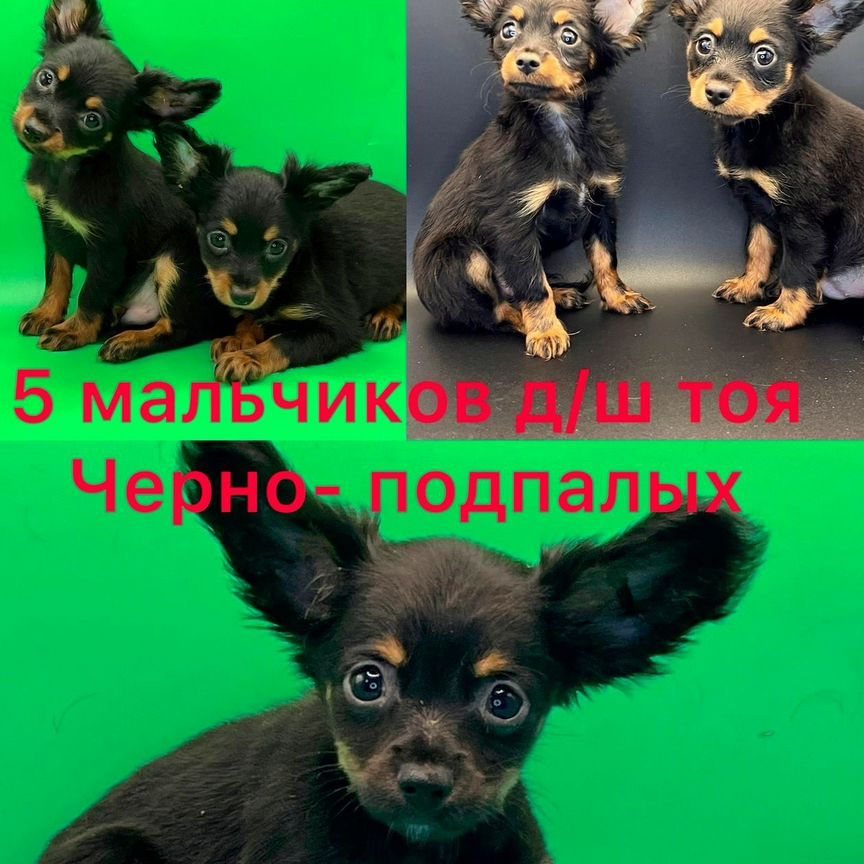 Той длинношерстный мальчики