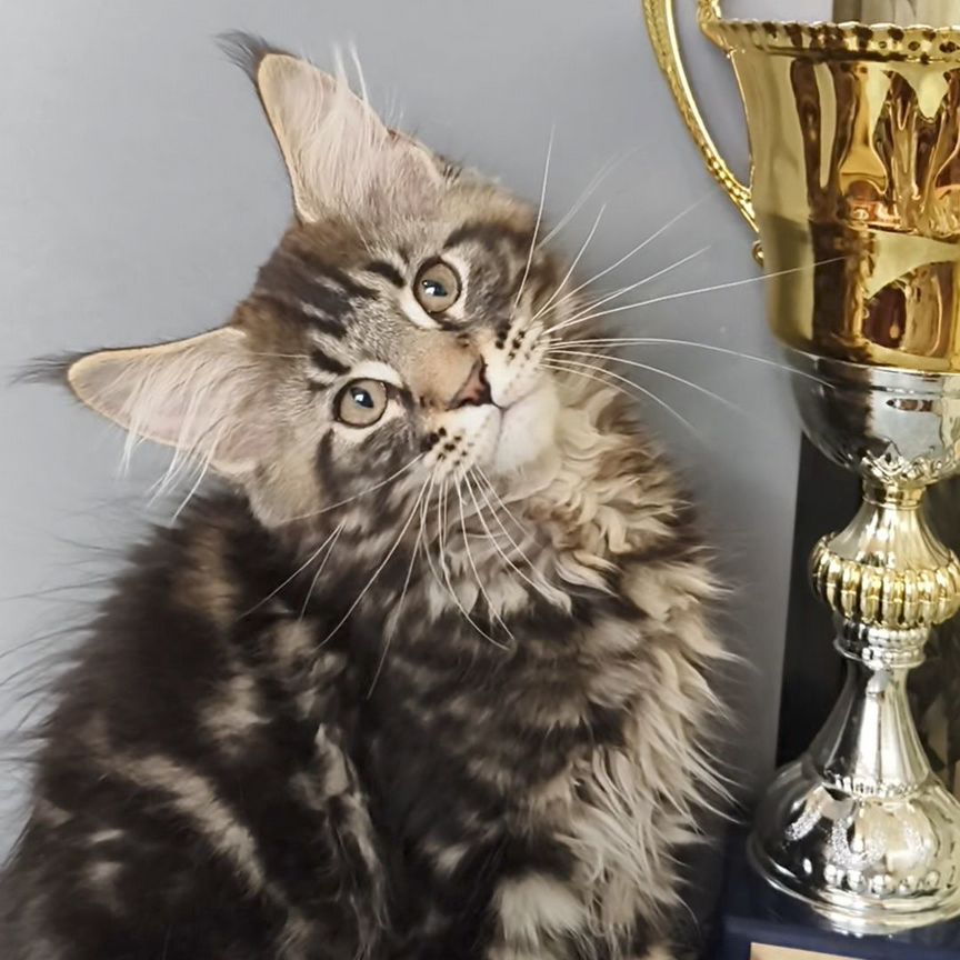 Котёнок Мейн-Кун из питомника Мальчик