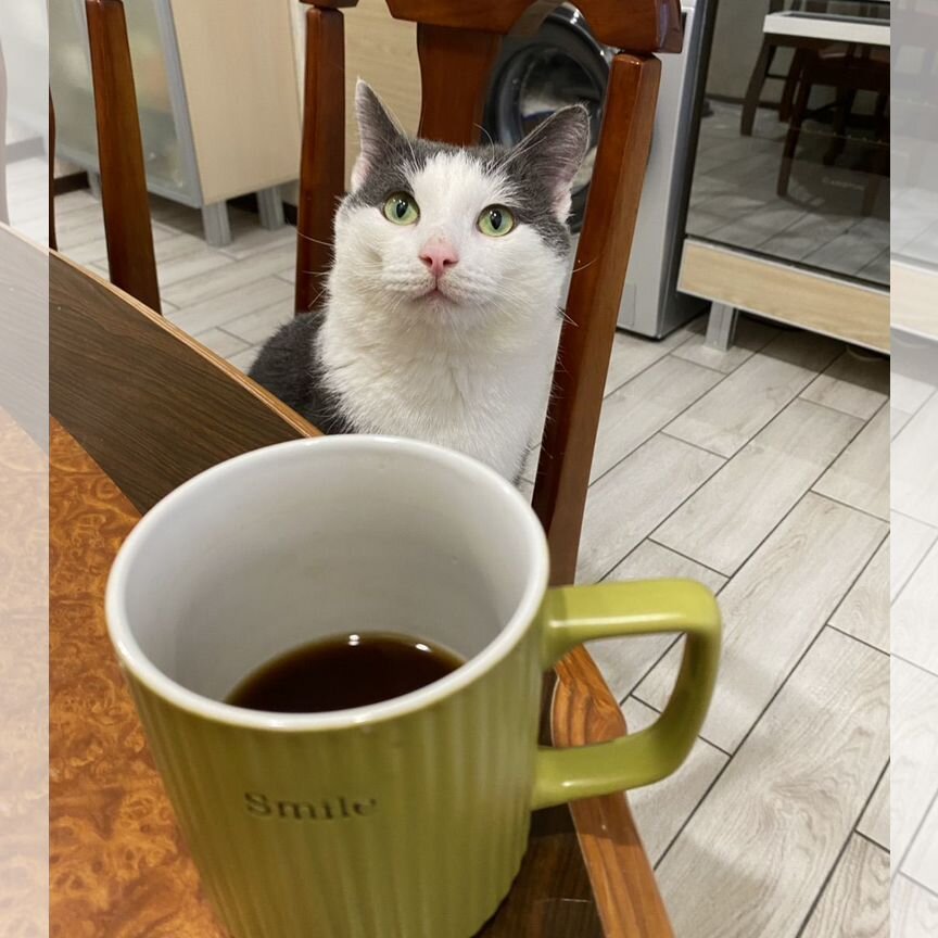 Взрослый кот в добрые руки