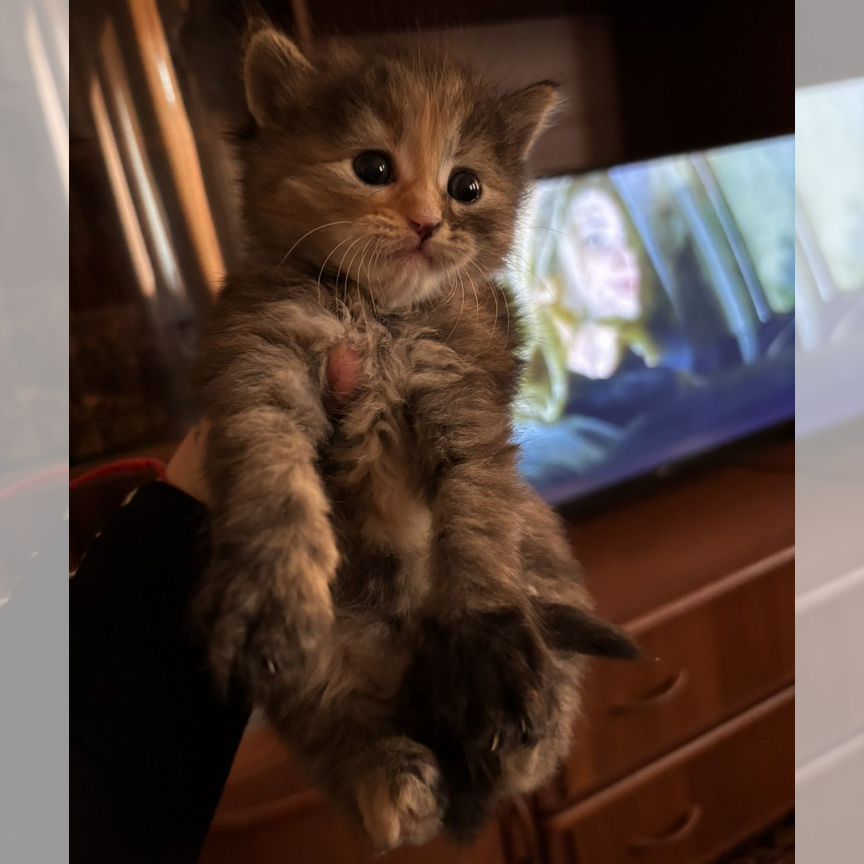 Котёнок в добрые руки