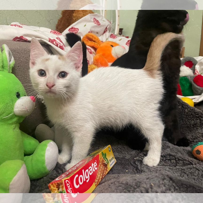 Мальчик котик в приюте 2.5мес