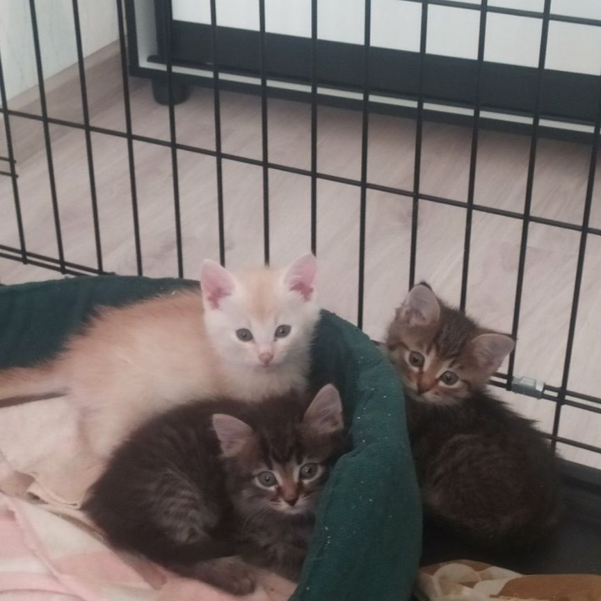 Котята в добрые руки