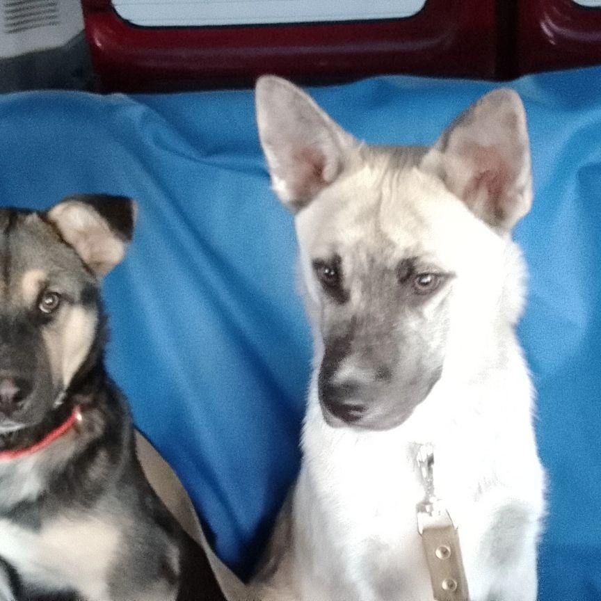 Щенкам нужен дом