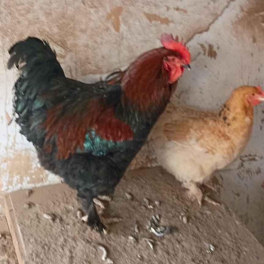 Петухи брамма