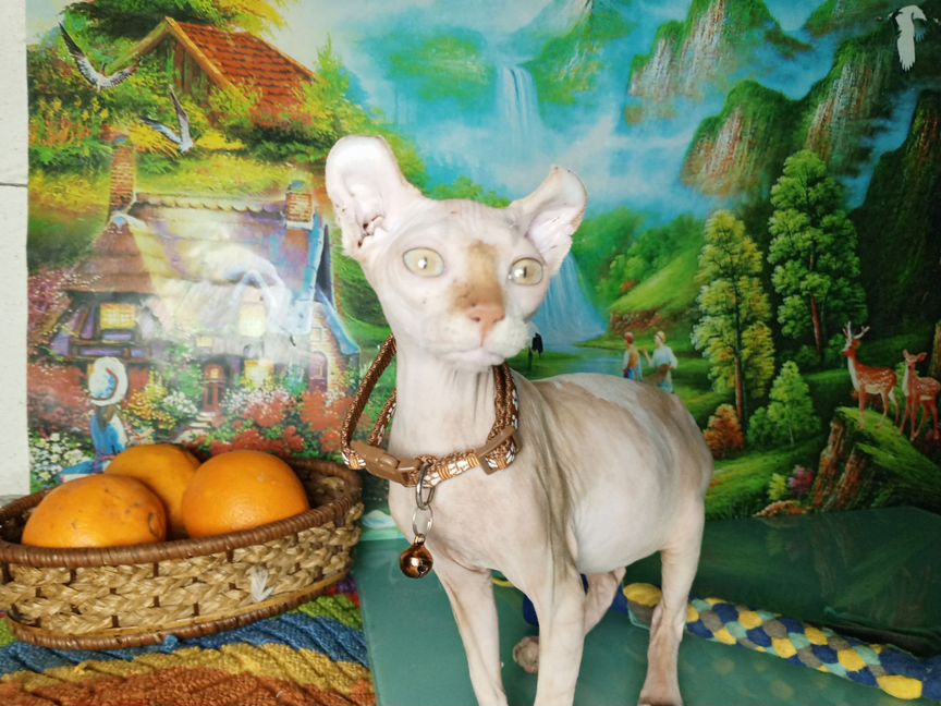Эльф котенок