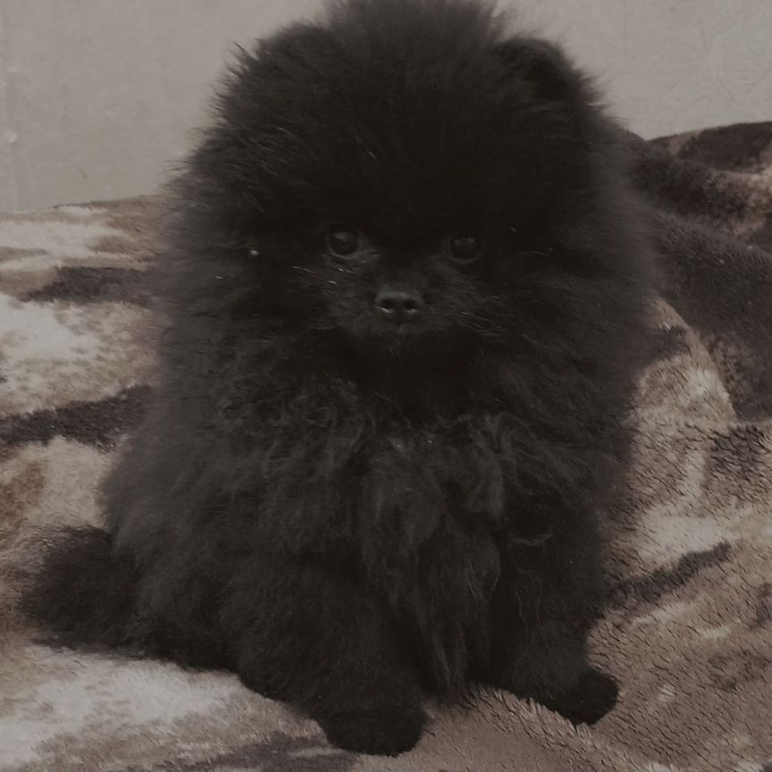 Померанский шпиц, щенок