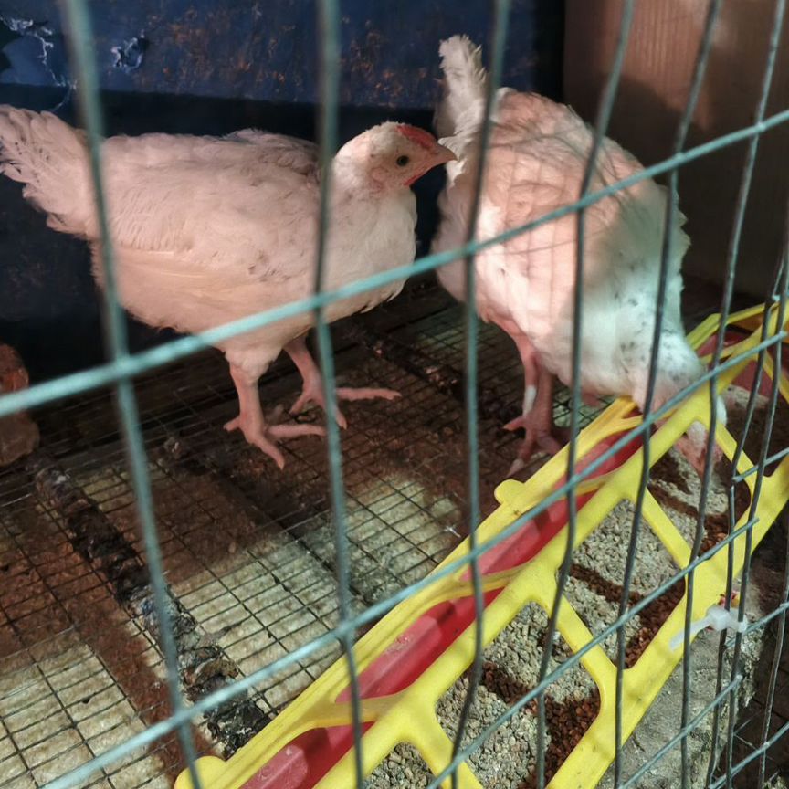 Молодые петухи