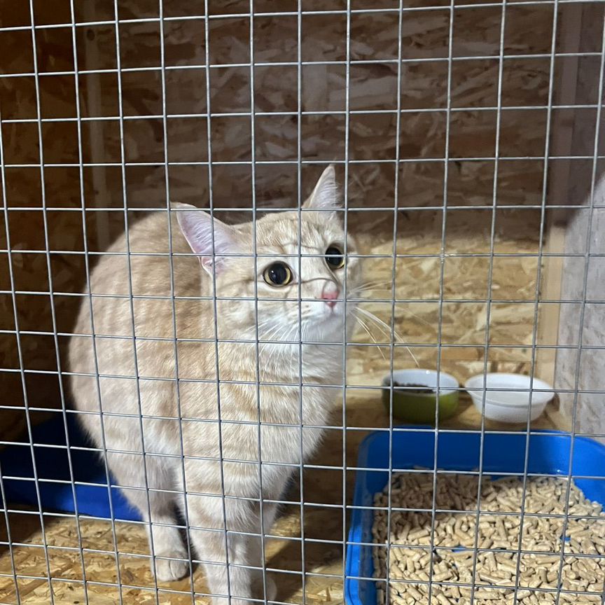 Кошка (котенок) 6мес