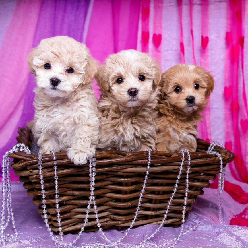 Щенки мальтипу