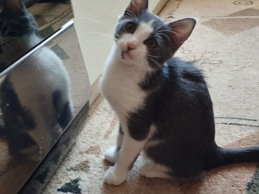 Котенок мальчик 4 месяца