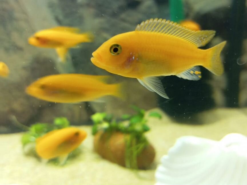 Metriaclima estherae -красная зебра