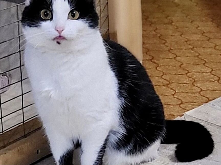 Кошечка лапочка