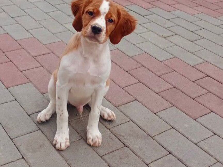 Бретонский эпаньоль, эпаньоль бретон