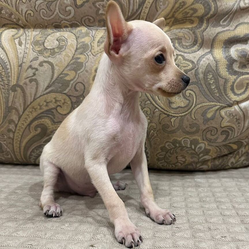 Русский той-терьер, щенок