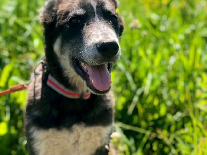 Щенок мальчик Барон 4 мес ищет дом