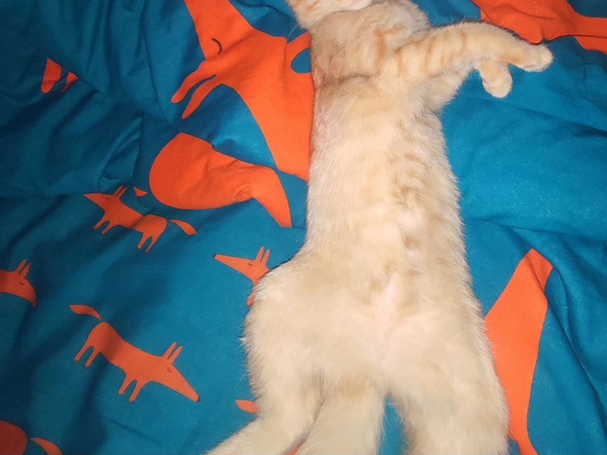 Кошечка
