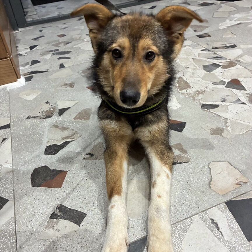 Взрослая собака в добрые руки