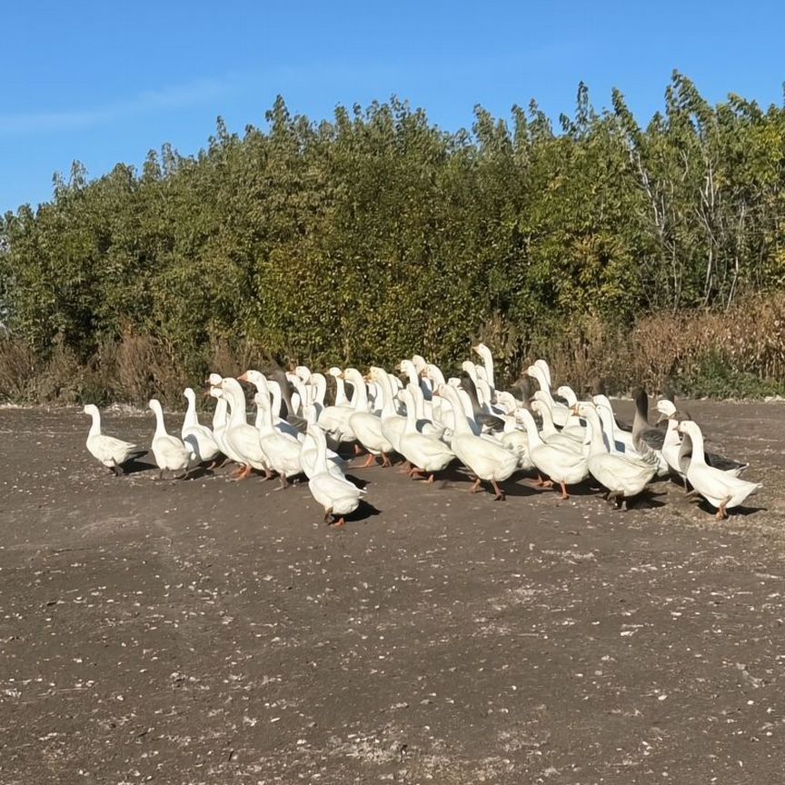Гуси оптом