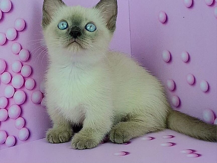 Котята манчкин