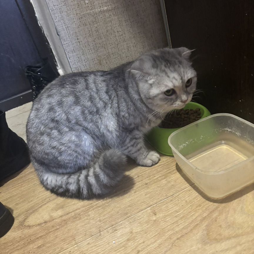 Шотландская вислоухая