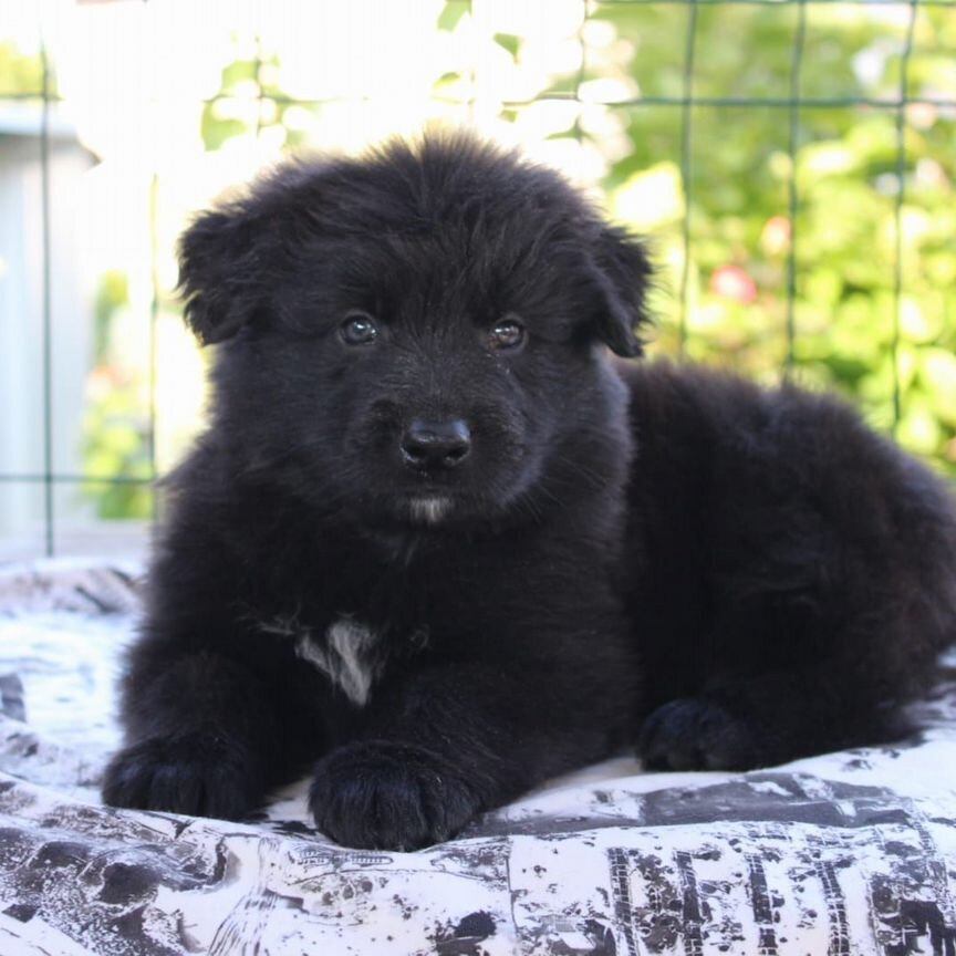 Немецкая овчарка