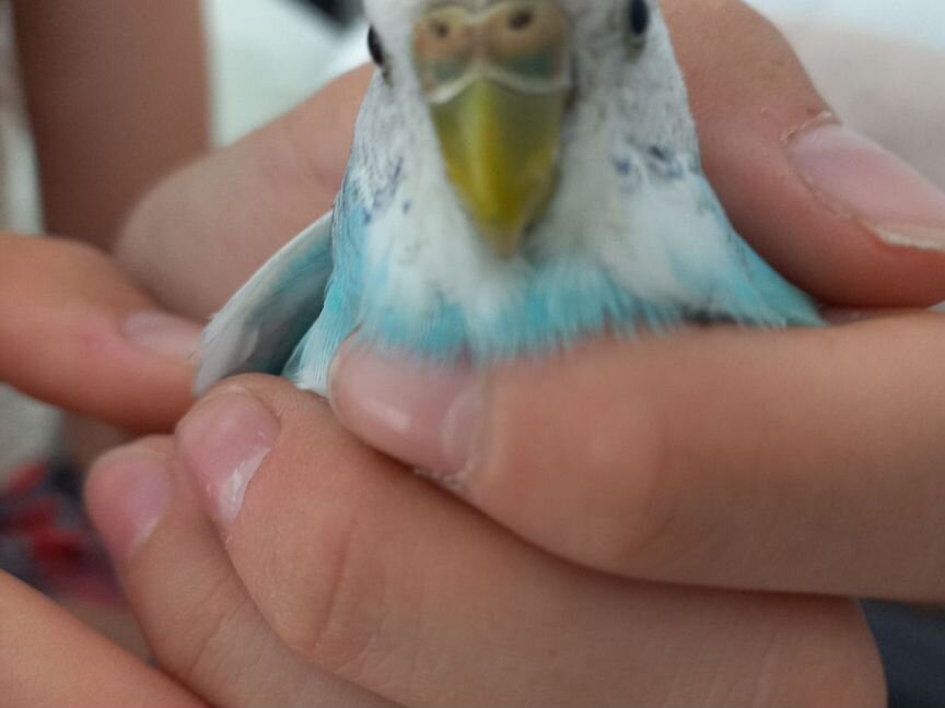 Найден попугай