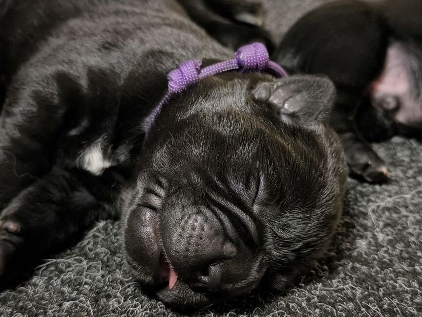 Кане Корсо, документы РКФ