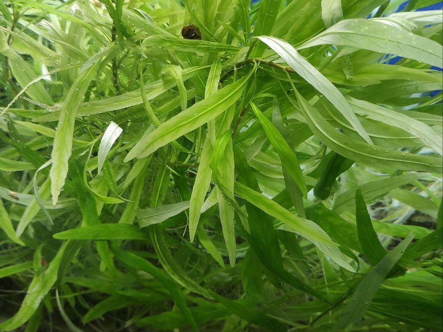 Трава в аквариум лимонник