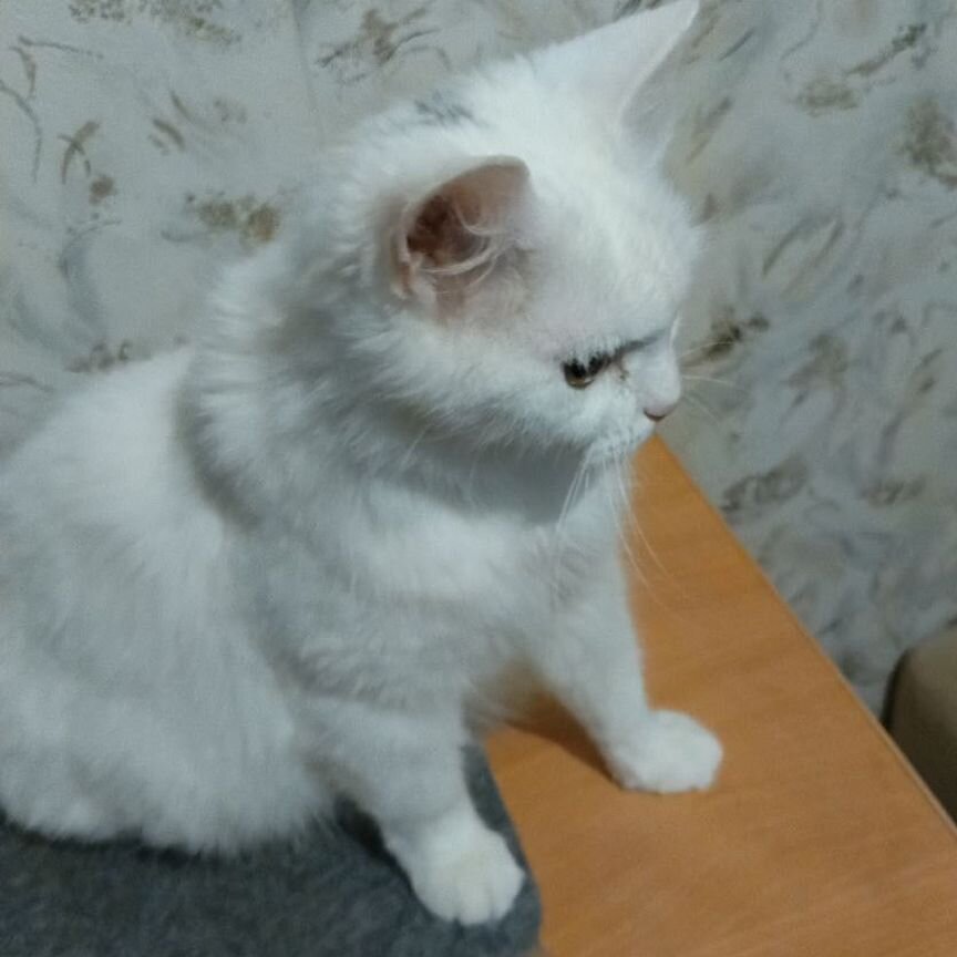 Взрослая кошка от частного владельца