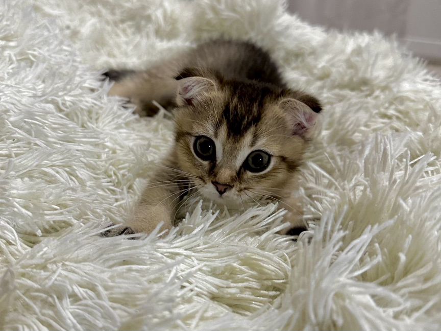 Котик золотая шиншилла бесплатно