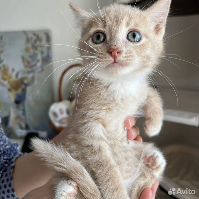 Котенок персиковый мальчик 2 мес