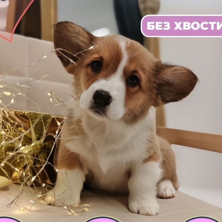 Вельш Корги Пемброк, щенок