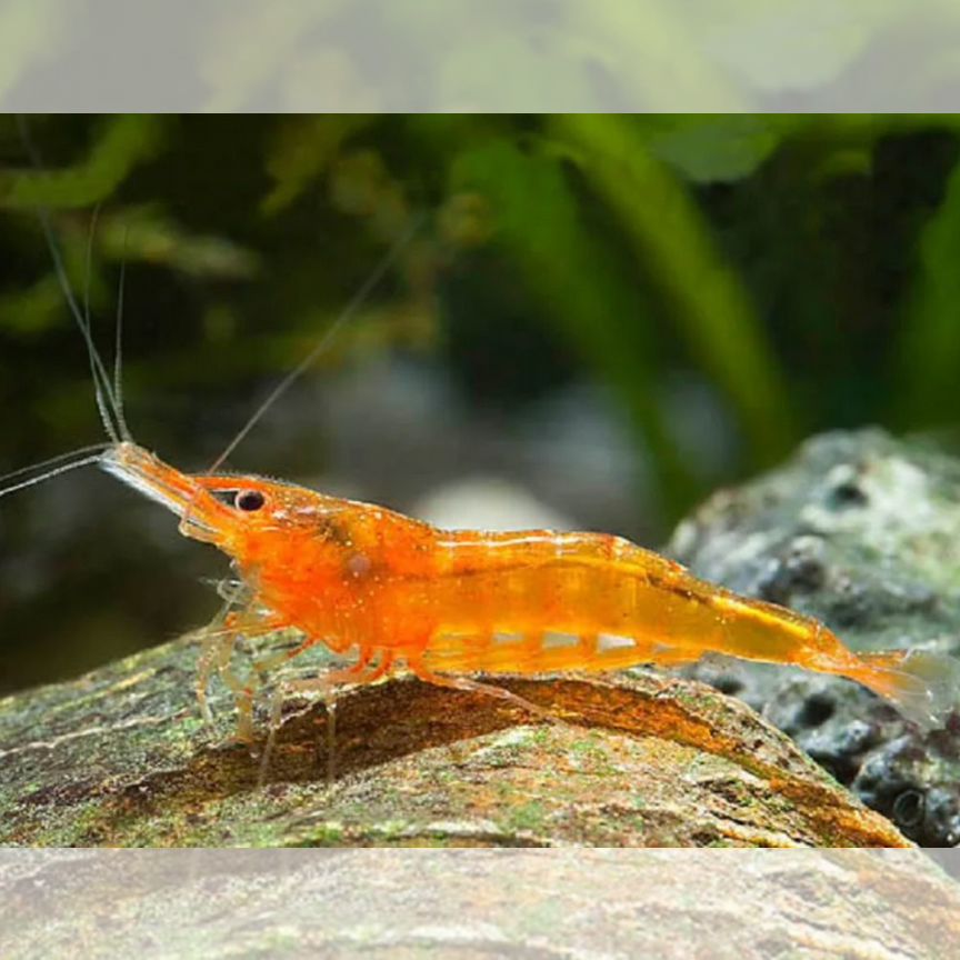 Креветка оранжевая мандаринка неокаридина
