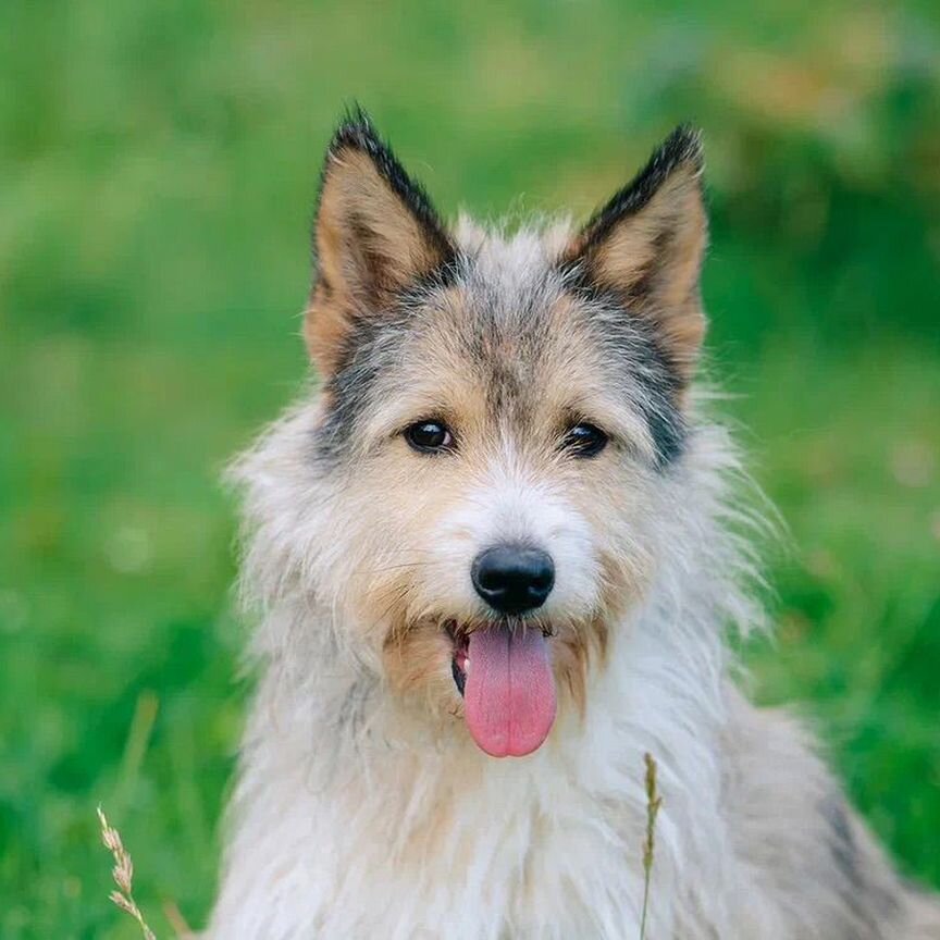 Небольшой терьер из приюта в добрые руки бесплатно