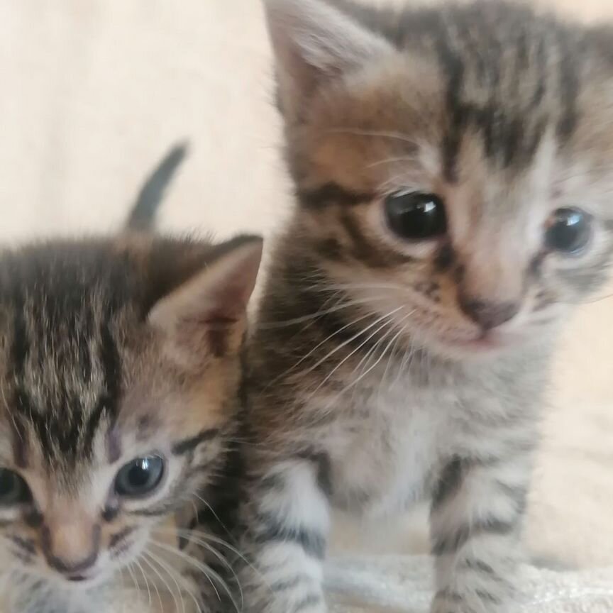 Котята в добрые руки бесплатно
