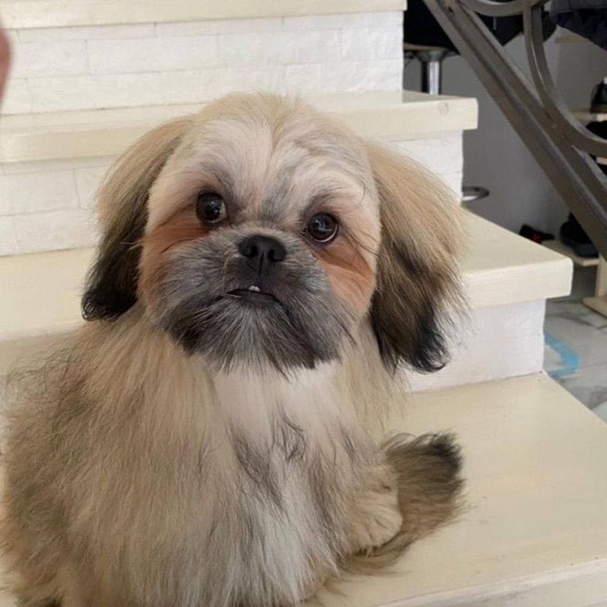 Ши-тцу отдам в хорошие руки