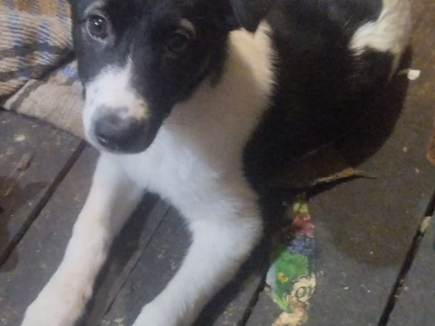 В добрые руки пристраивается щенок Тиффани