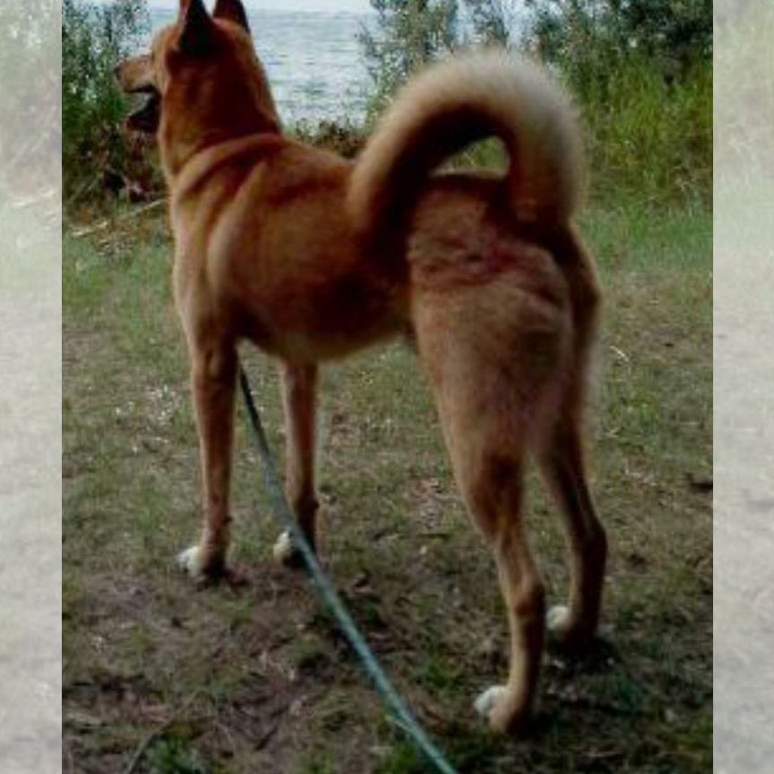 Американская акита, щенок