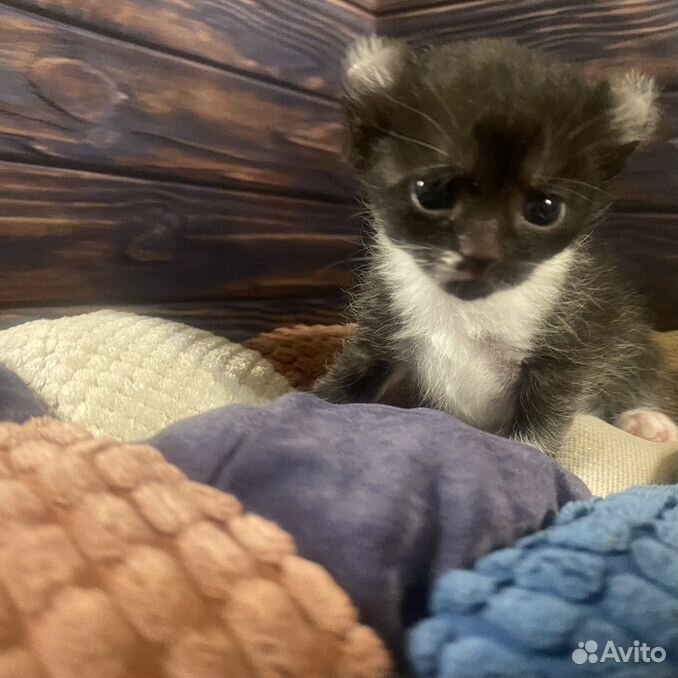 Американский керл, девочка 2 недели