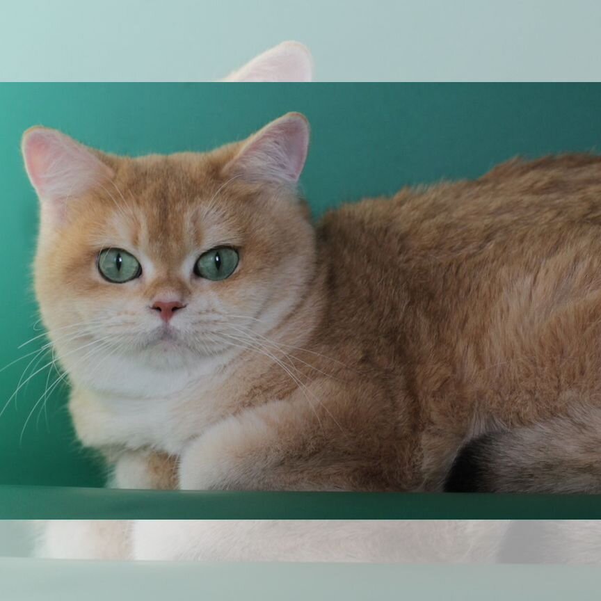 Британская короткошёрстная, взрослая кошка