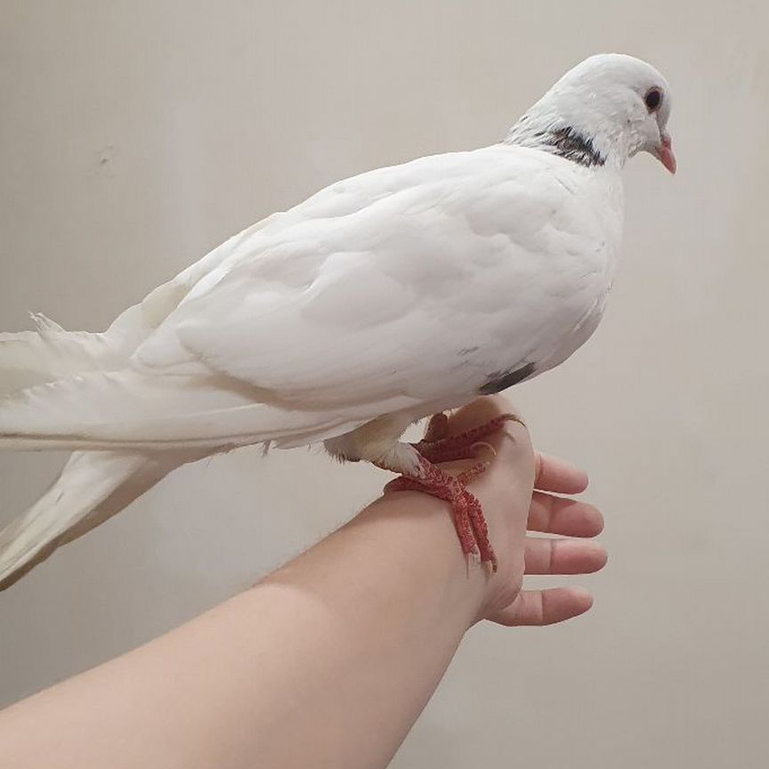 Продажа голубей