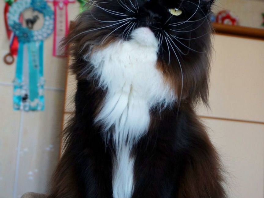 Кошка мейн кун