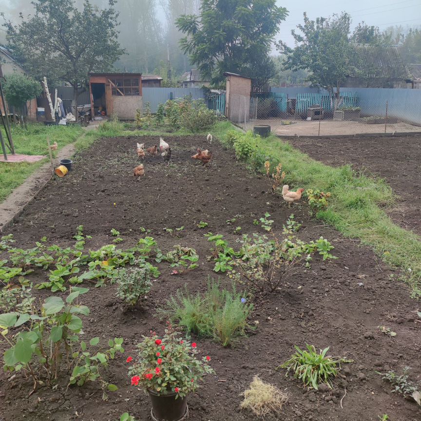 Куры несушки деревенские полтора