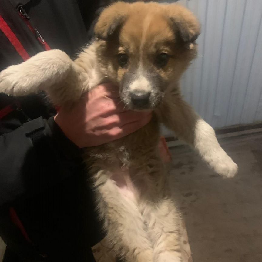 Собака в добрые руки отдам бесплатно