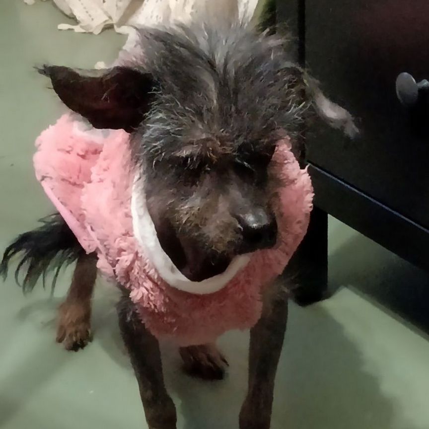 Китайская хохлатая, щенок