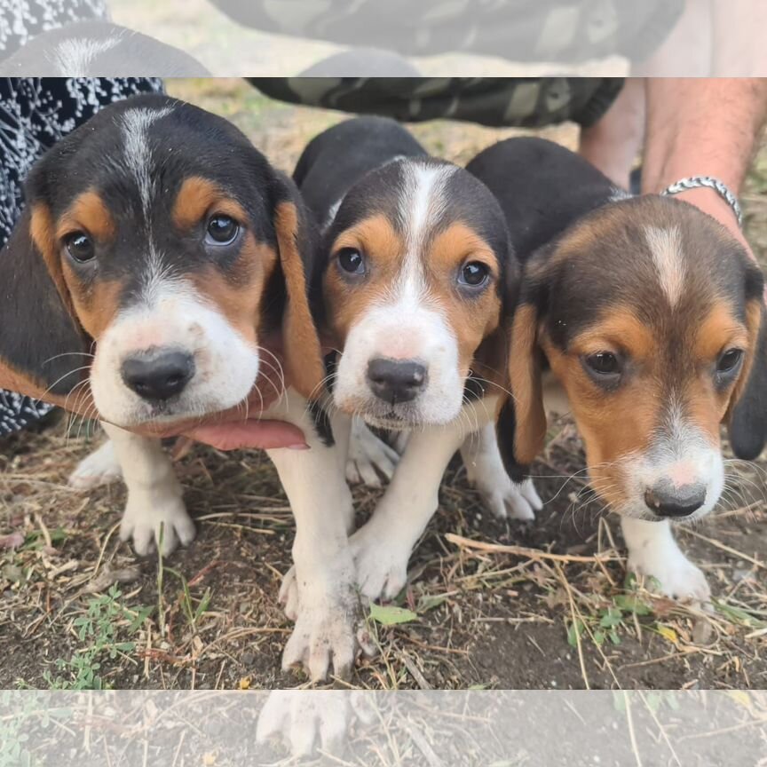 Эстонская гончая щенки