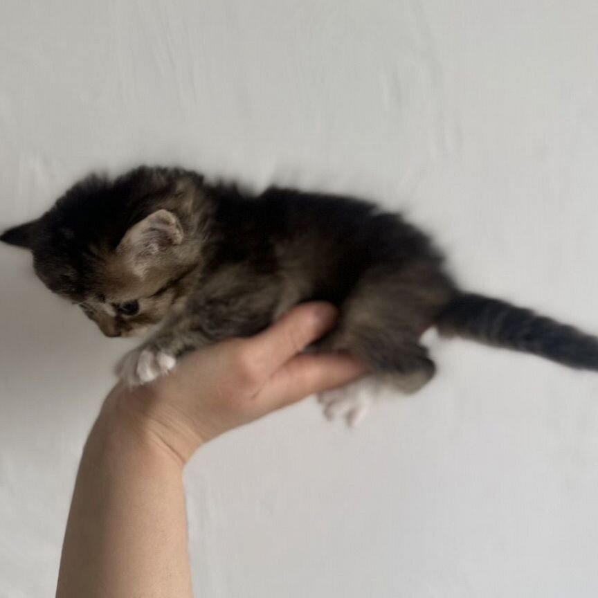 Котята метисы шиншиллы