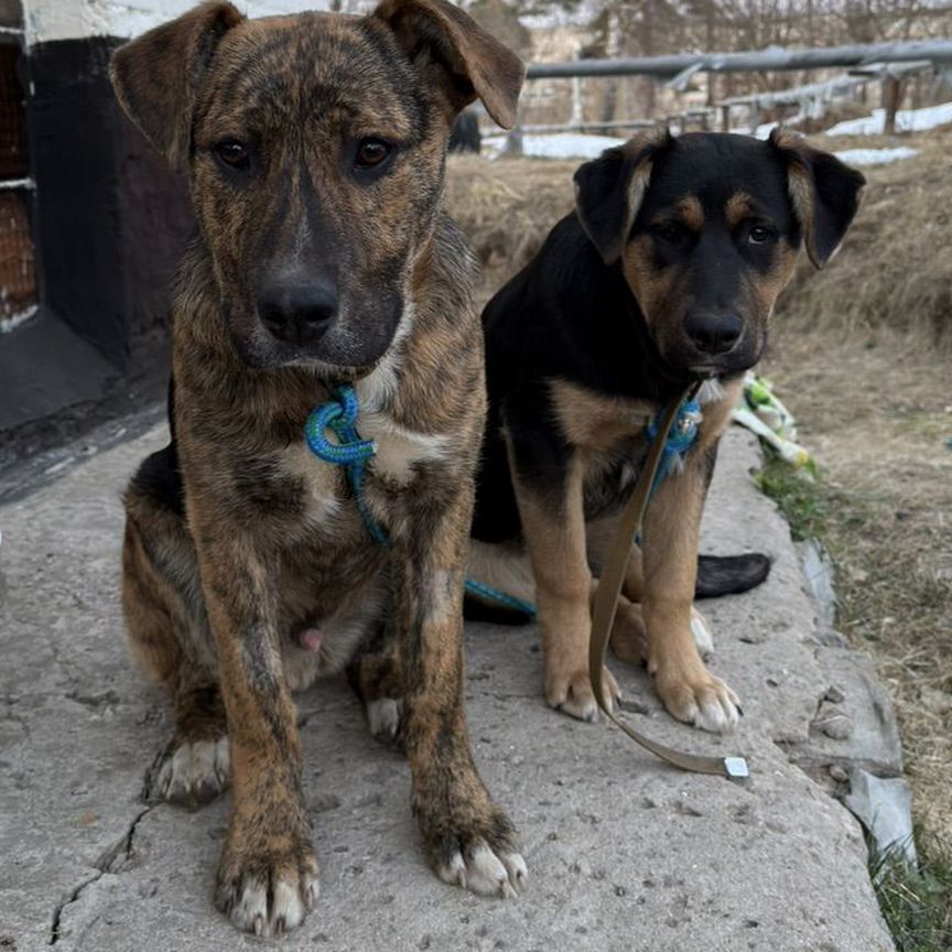 Щенок в добрые руки