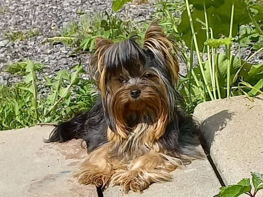 Йоркширский терьер мини беби фейс